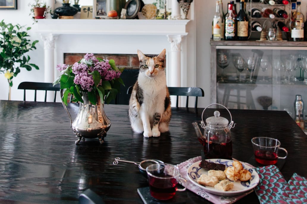 11 Things Every New Cat Owner Should Know | Kitchn