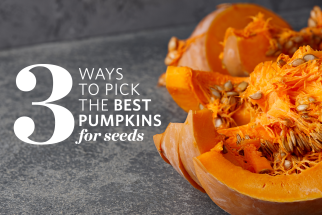 The Secret to Picking the Best Pumpkins for Carving | Kitchn