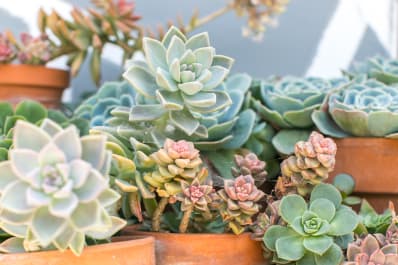 Succulent Care - How to Grow Succulents | Apartment Therapy