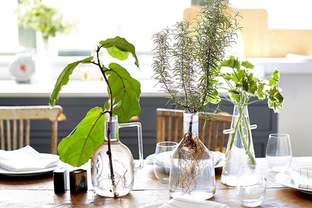 Hydroponic Gardening - How to Grow Plants In Water | Apartment Therapy