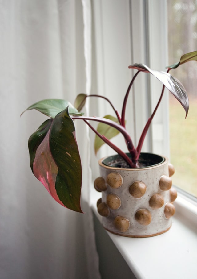 Pink Indoor House Plants | Apartment Therapy