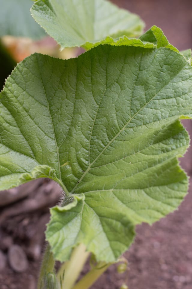Did You Know You Can Eat Pumpkin Leaves Kitchn