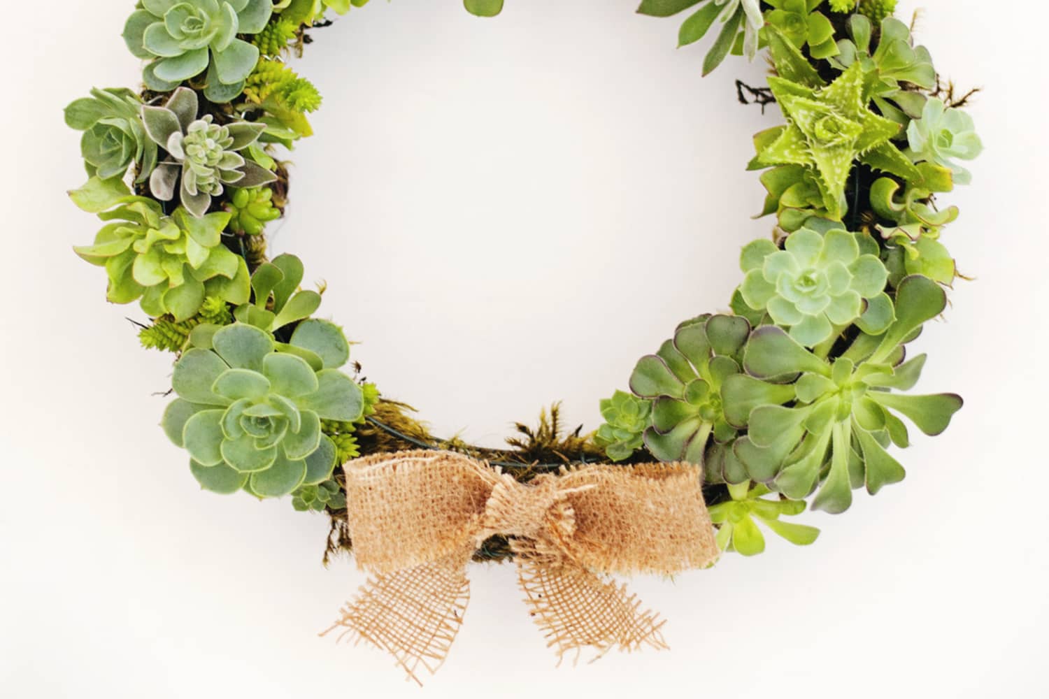 How To Make a Succulent Wreath | Apartment Therapy