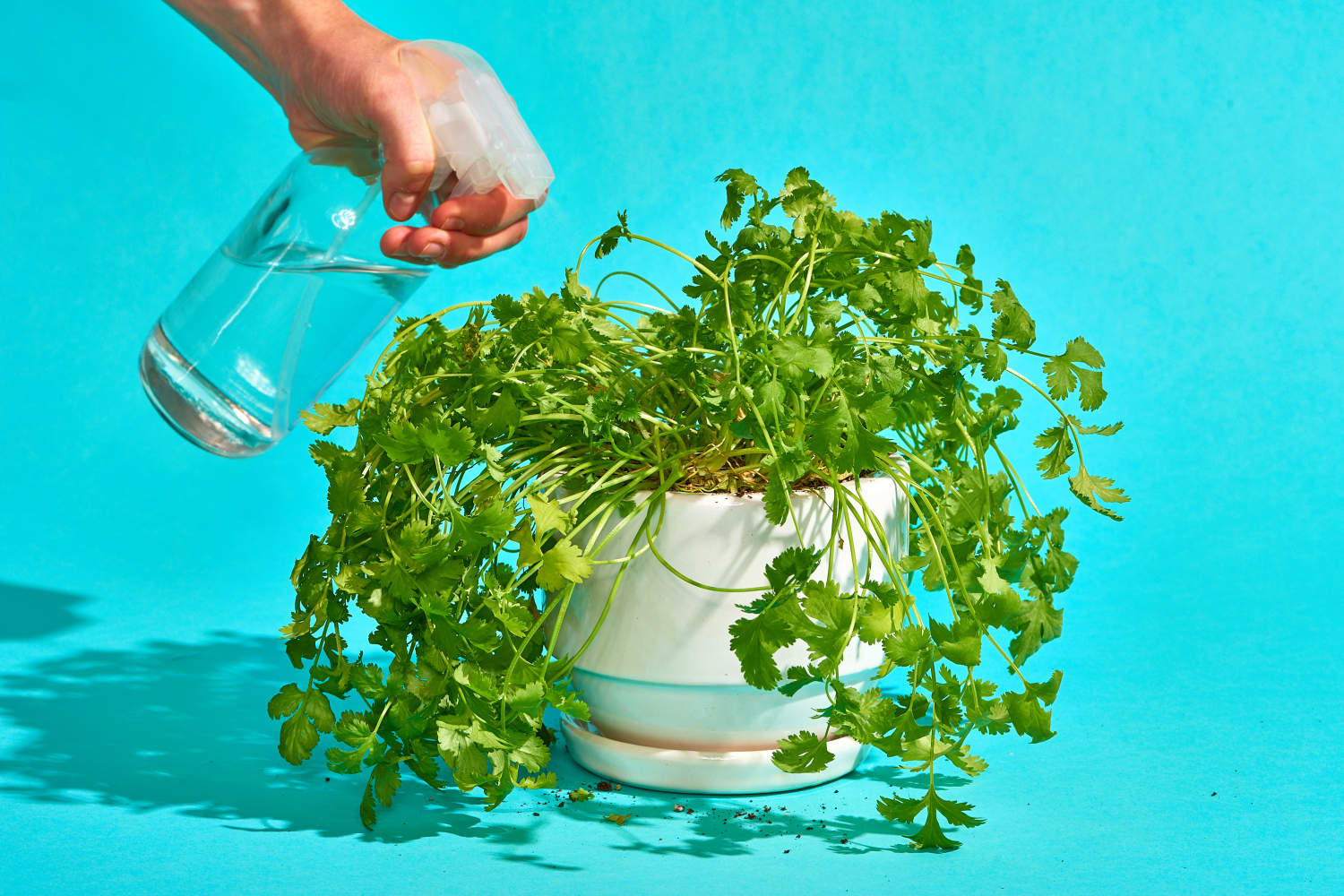 How to Grow Cilantro Plants: Dos and Don'ts | Apartment Therapy