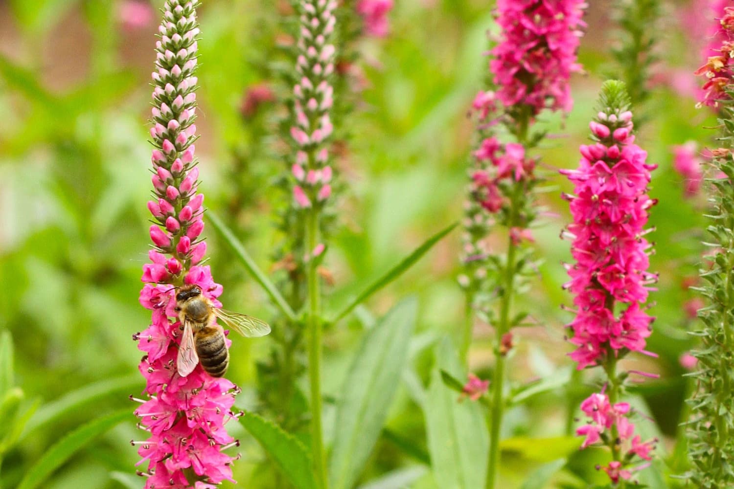 All We Are Saying, Is Give Bees A Chance: How To Grow a Pollinator ...