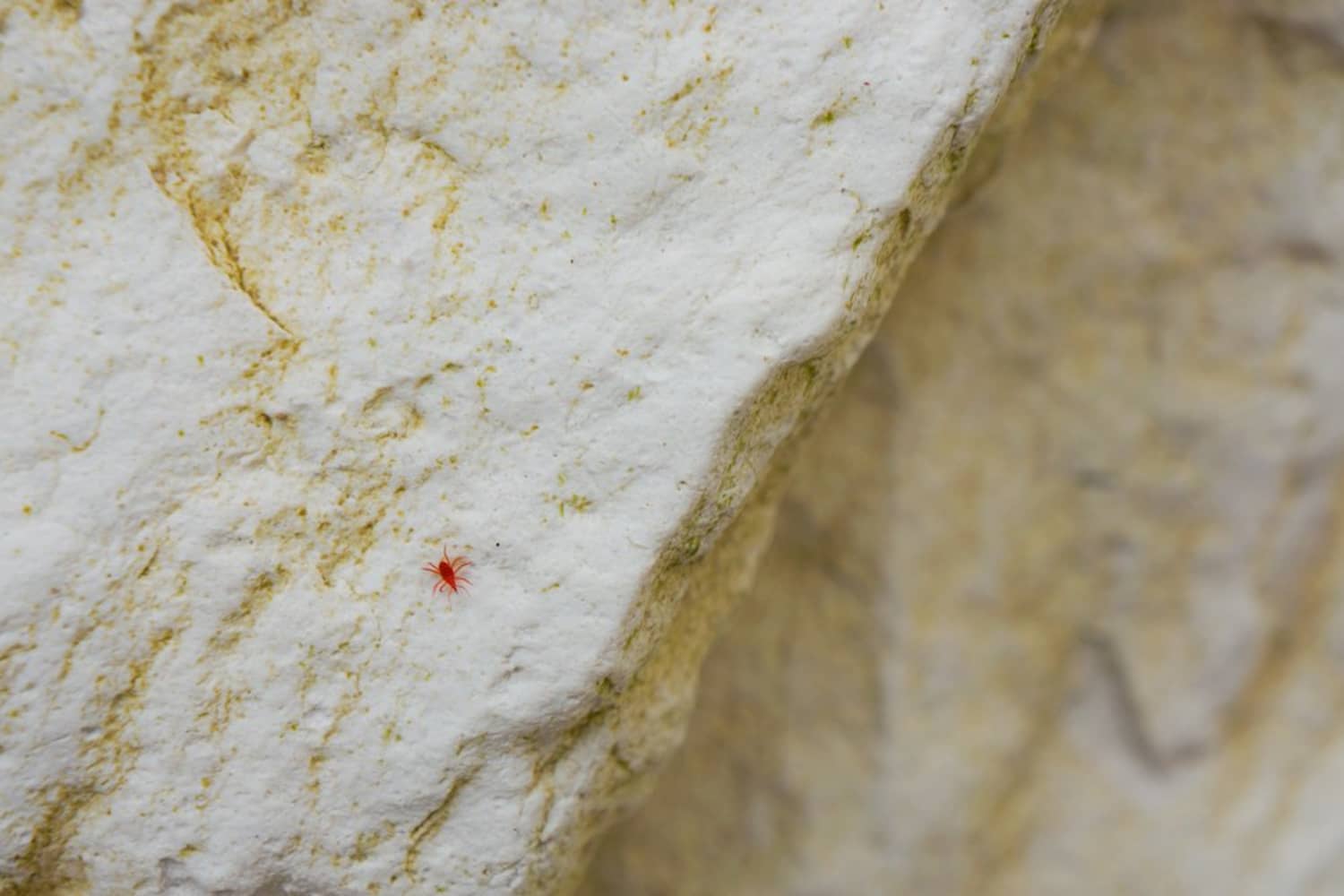 Chiggers: Bites, Treatment & Prevention | Apartment Therapy