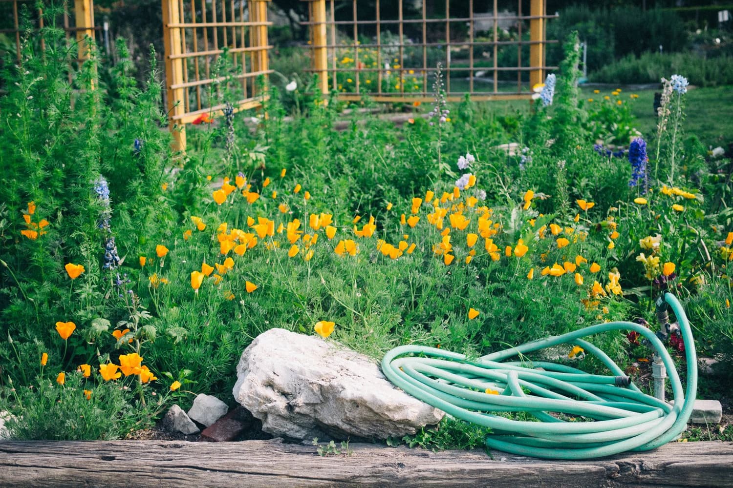 How, What & When: Watering 101 | Apartment Therapy