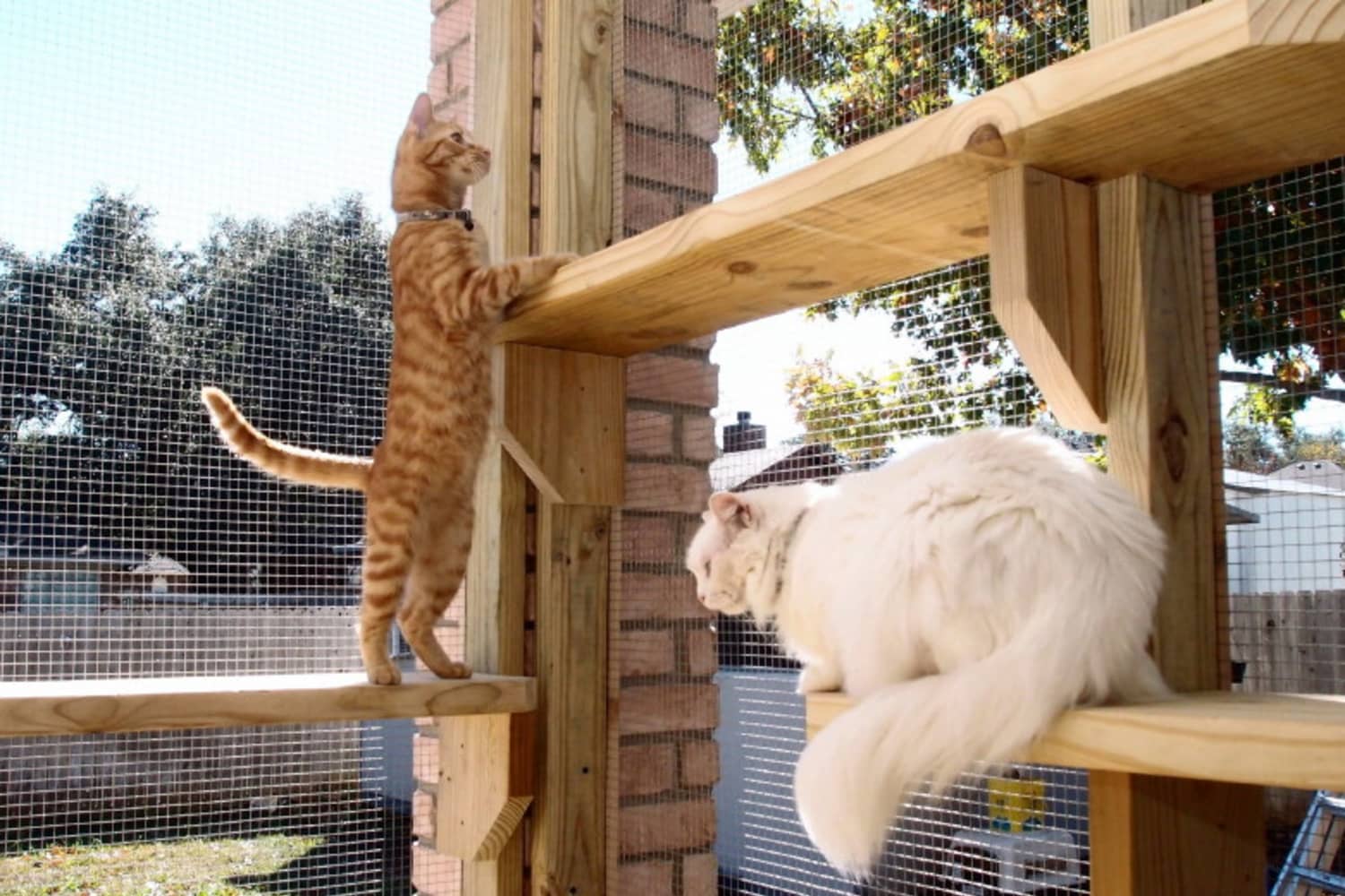 A Catio is the Coolest Thing You Never Knew Your Cat Needed | Apartment ...