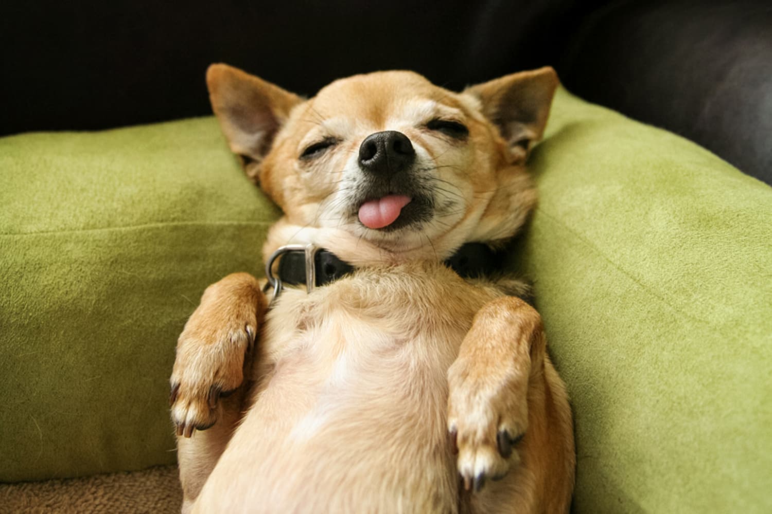 Here’s How to Have the Perfect Nap, According to Science | Apartment ...