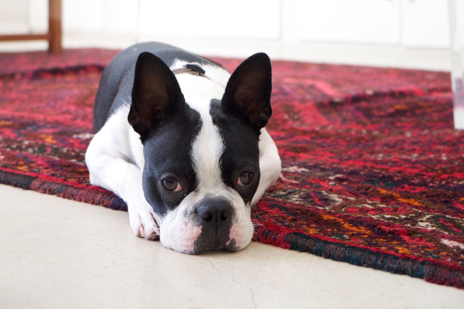 6 Easy Pet Clean-Up Hacks Everyone Should Know | Apartment Therapy