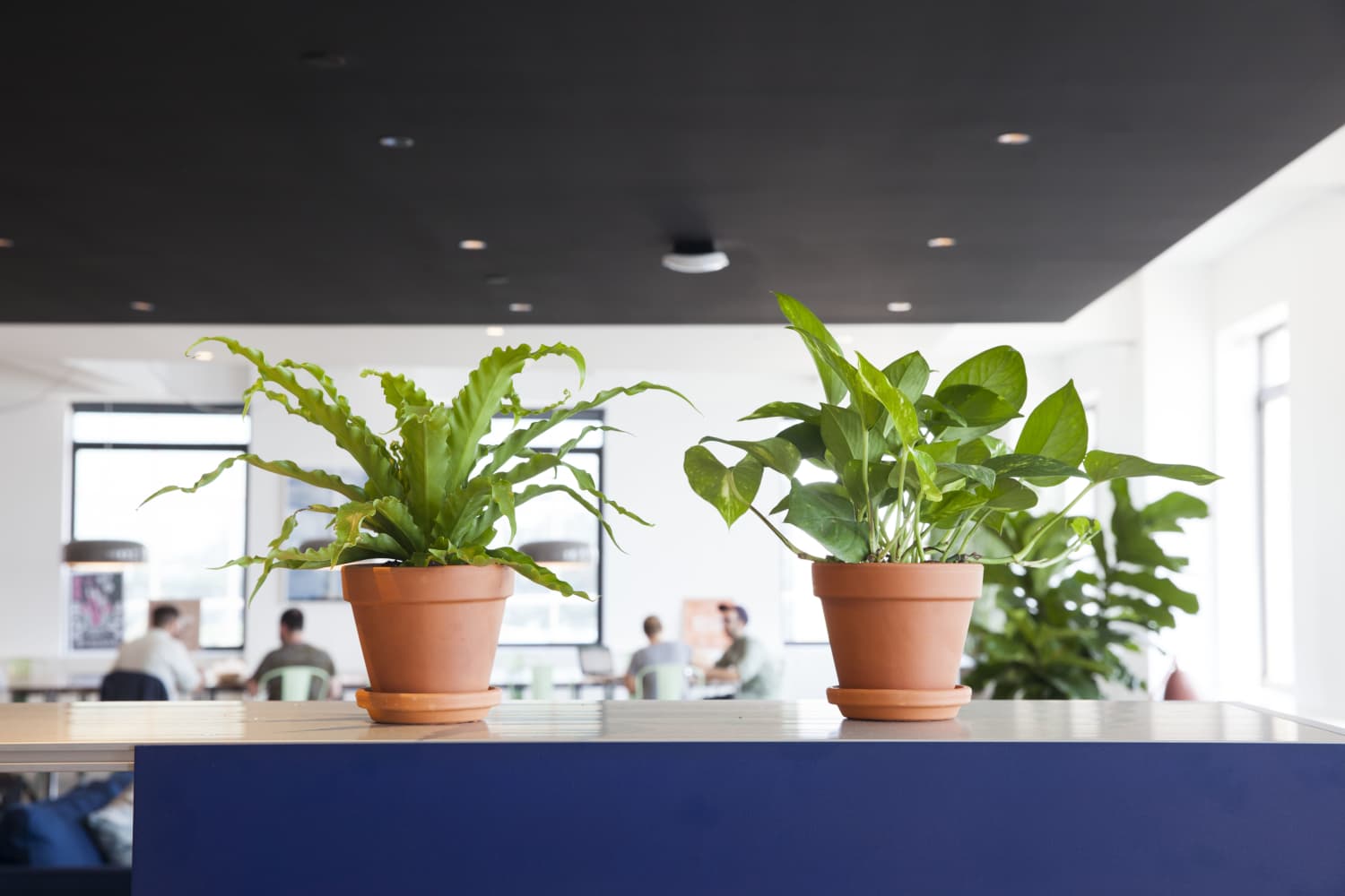 14 Best Office Plants - Easy Plants to Keep on Your Desk | Apartment ...