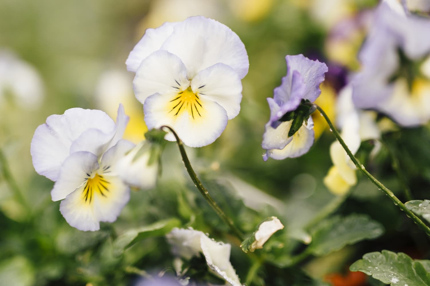 Mrs Meyers Free Compassion Flower Seeds Project | Apartment Therapy