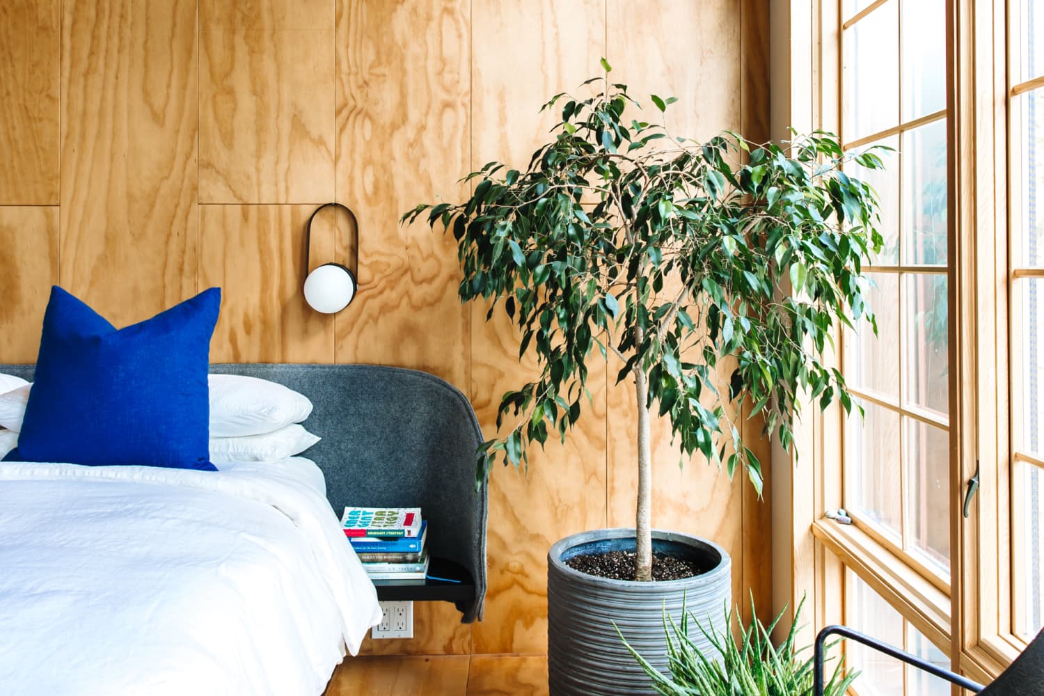 Ficus Tree Care - How to Grow & Maintain Ficus Indoors | Apartment Therapy