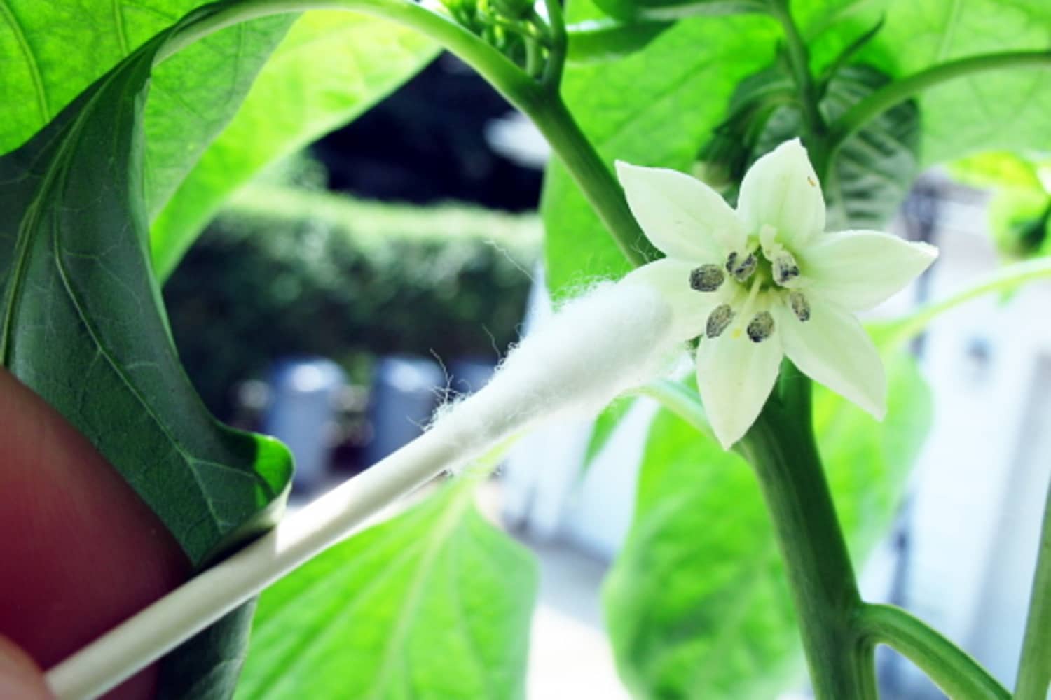Gardening: How To Hand-Pollinate Fruits and Vegetables | The Kitchn