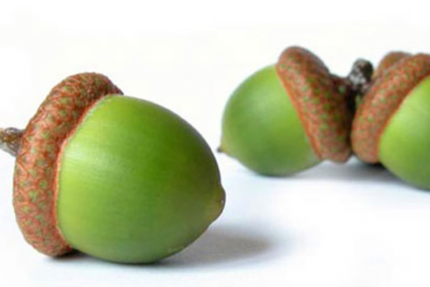 Seasonal Spotlight: Acorns | The Kitchn