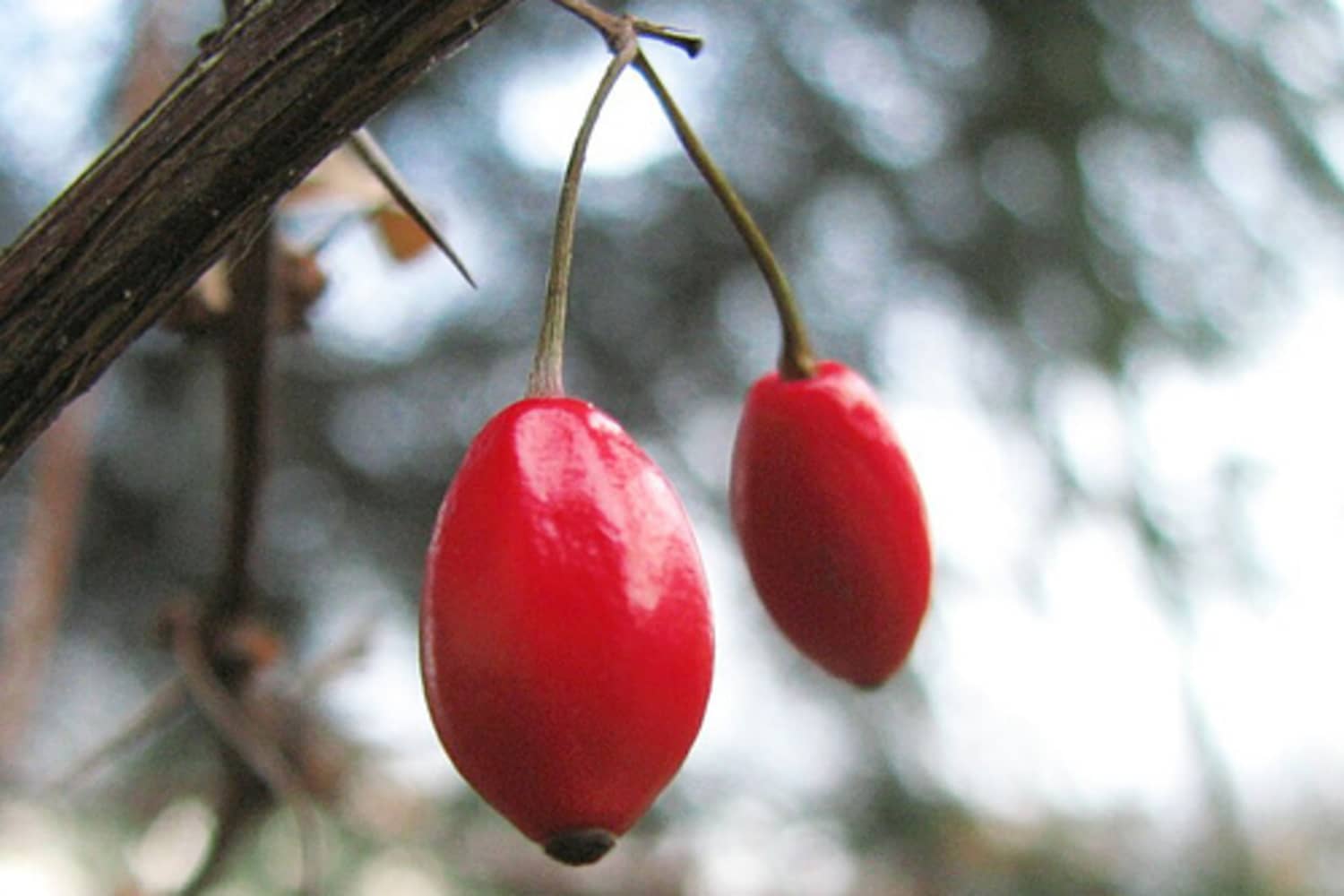 Ingredient Spotlight: Barberries | The Kitchn