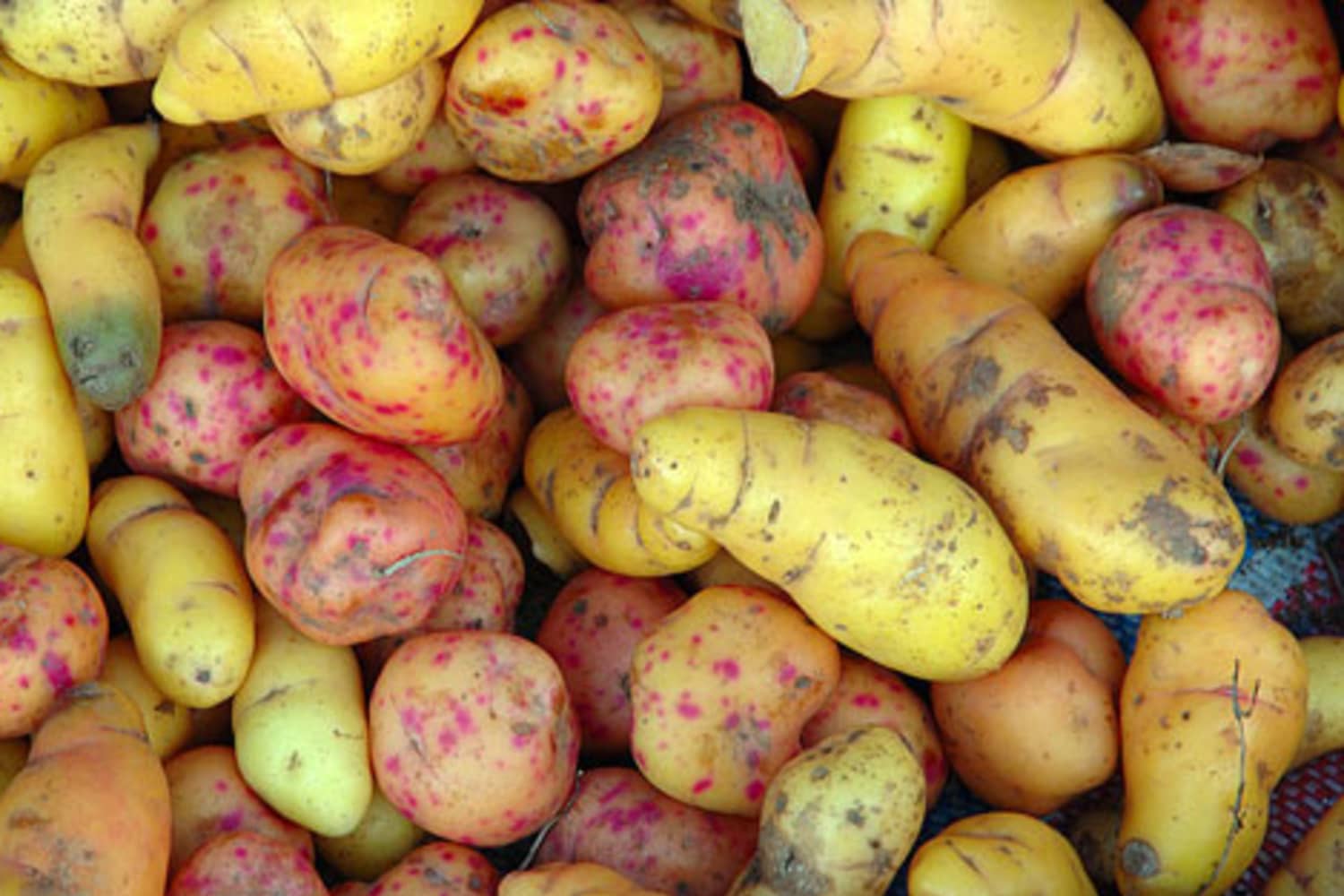 Ingredient Spotlight: Oca | The Kitchn