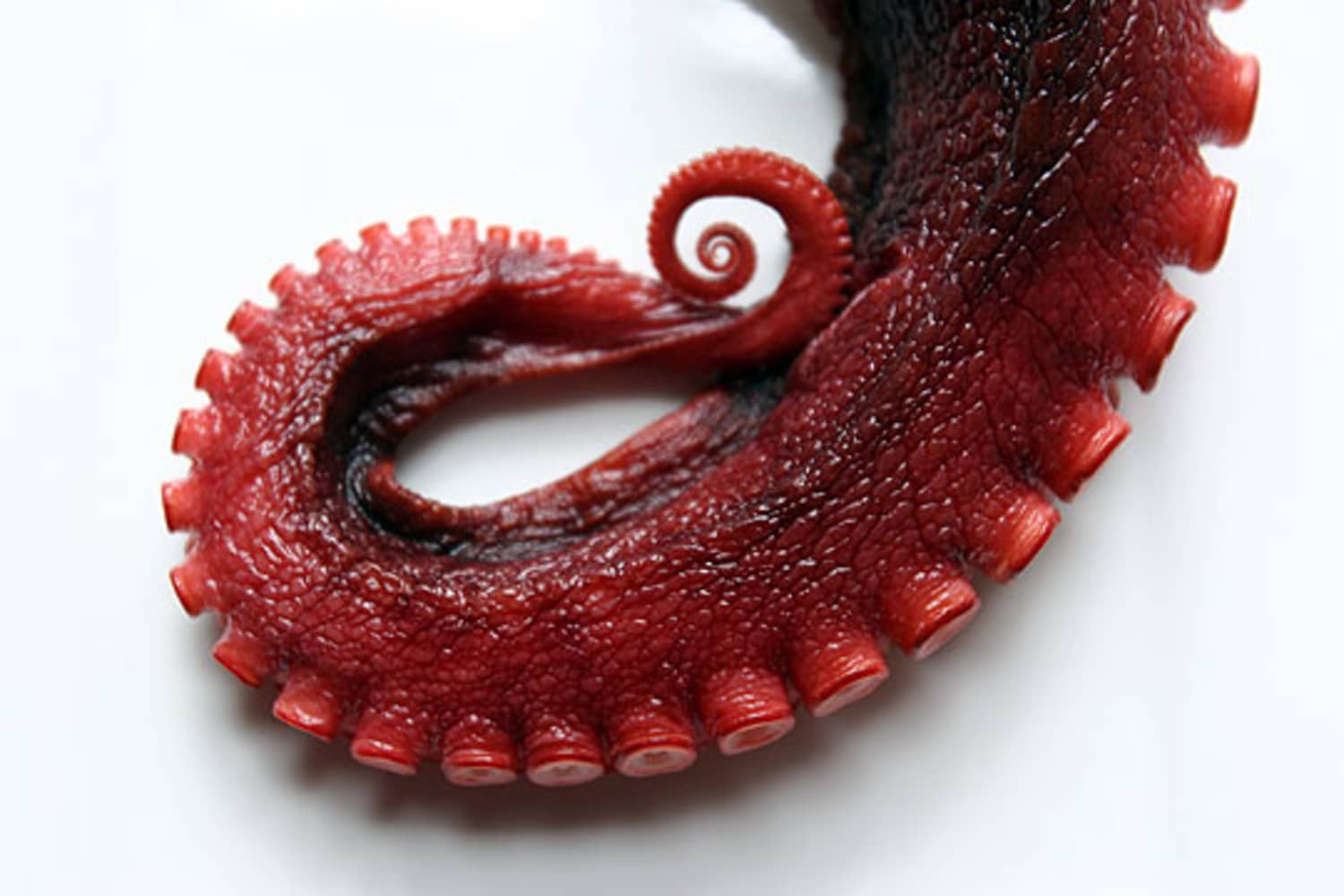 Ingredient Spotlight: Octopus | The Kitchn