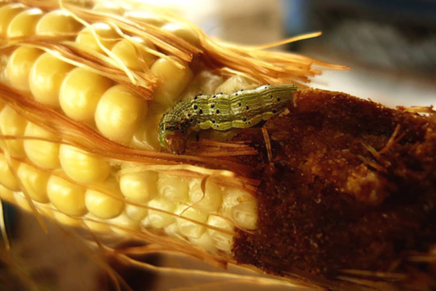 An Unavoidable Surprise in Organic Corn: Worms! | The Kitchn