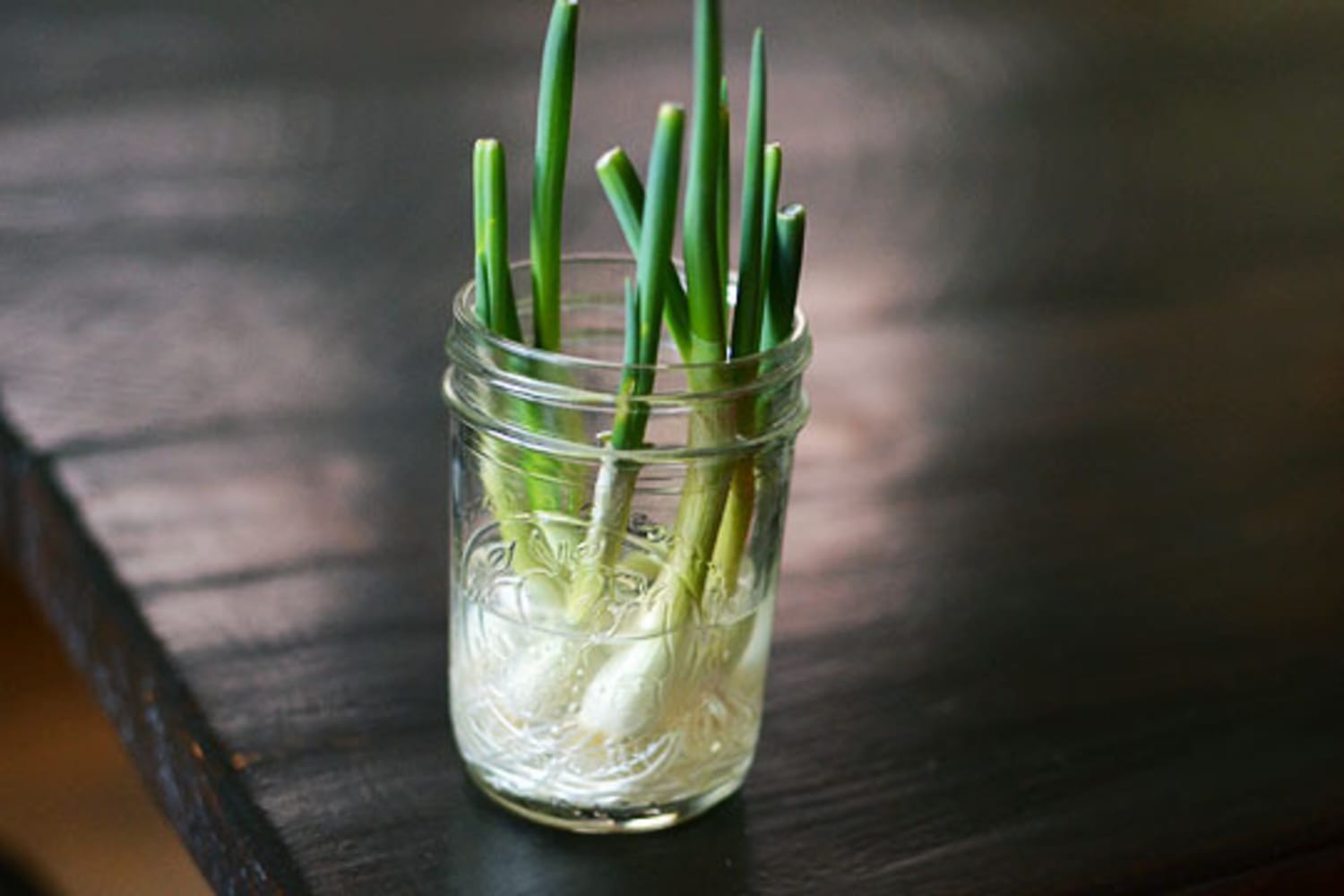 Regrowing Green Onions: Grow Your Scallions Back on Your Windowsill ...