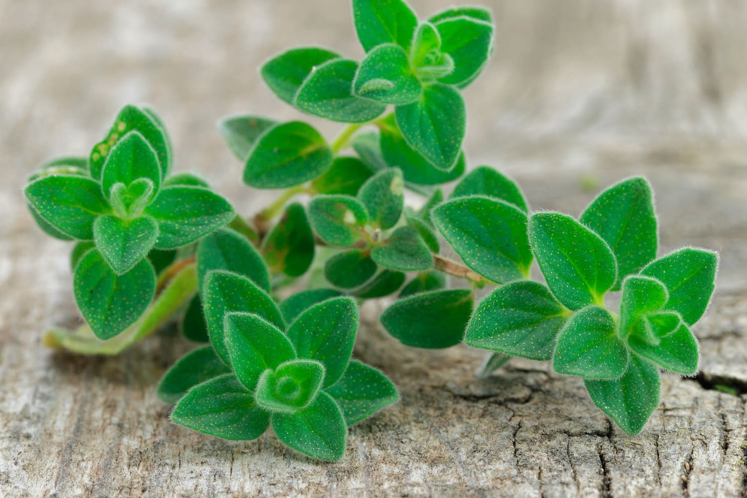 5 Tasty Ways to Cook with Fresh Oregano | The Kitchn