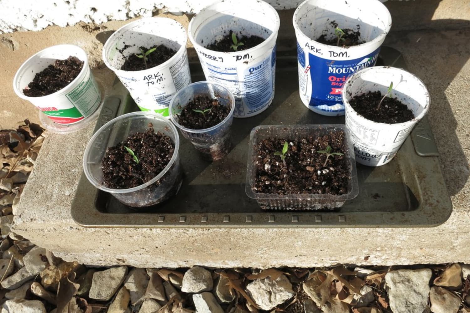 Start a Garden Week 5: Moving On Up | The Kitchn