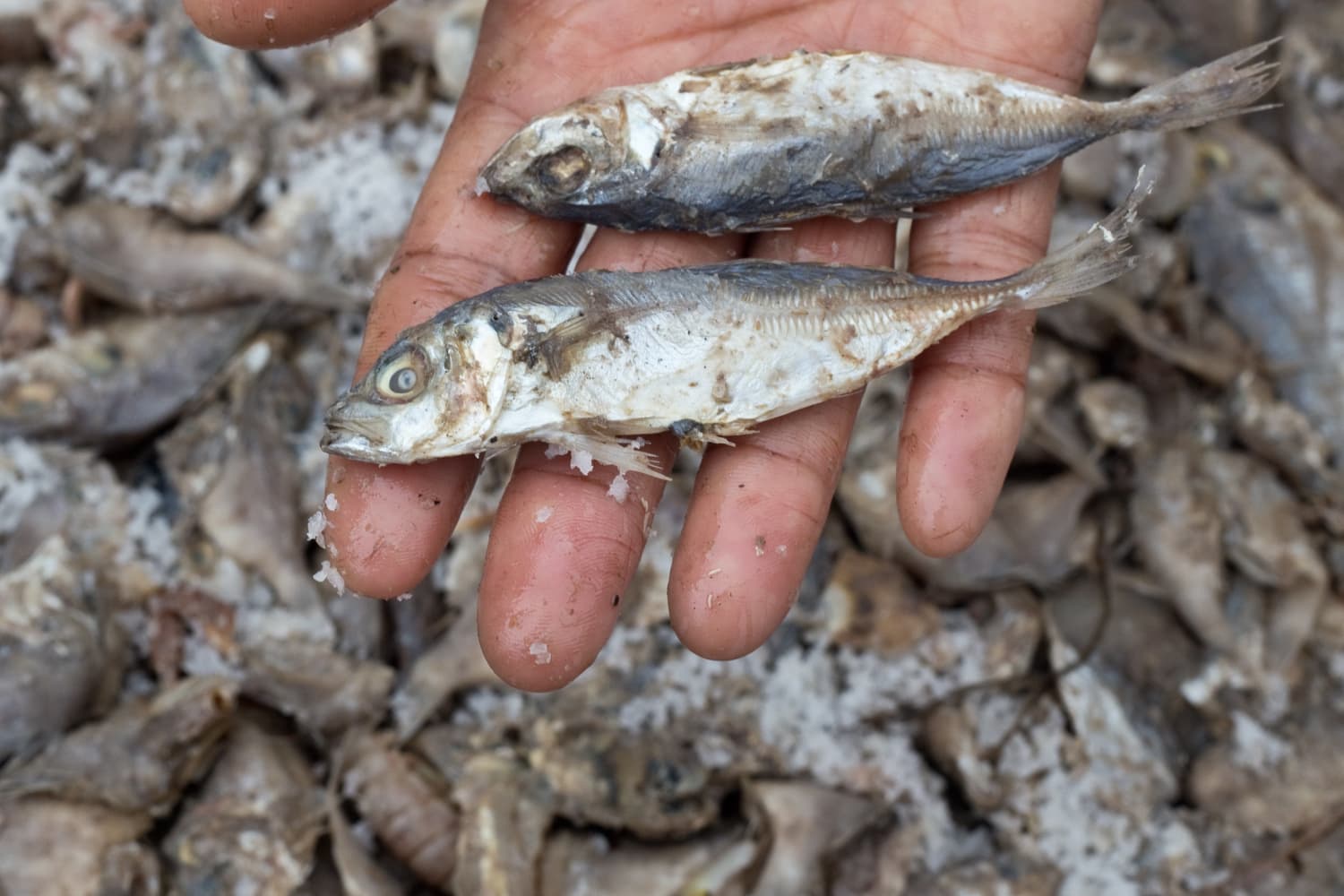 How Fish Sauce Is Made: A Visit With a Fish Sauce Maker in Sa Chau ...