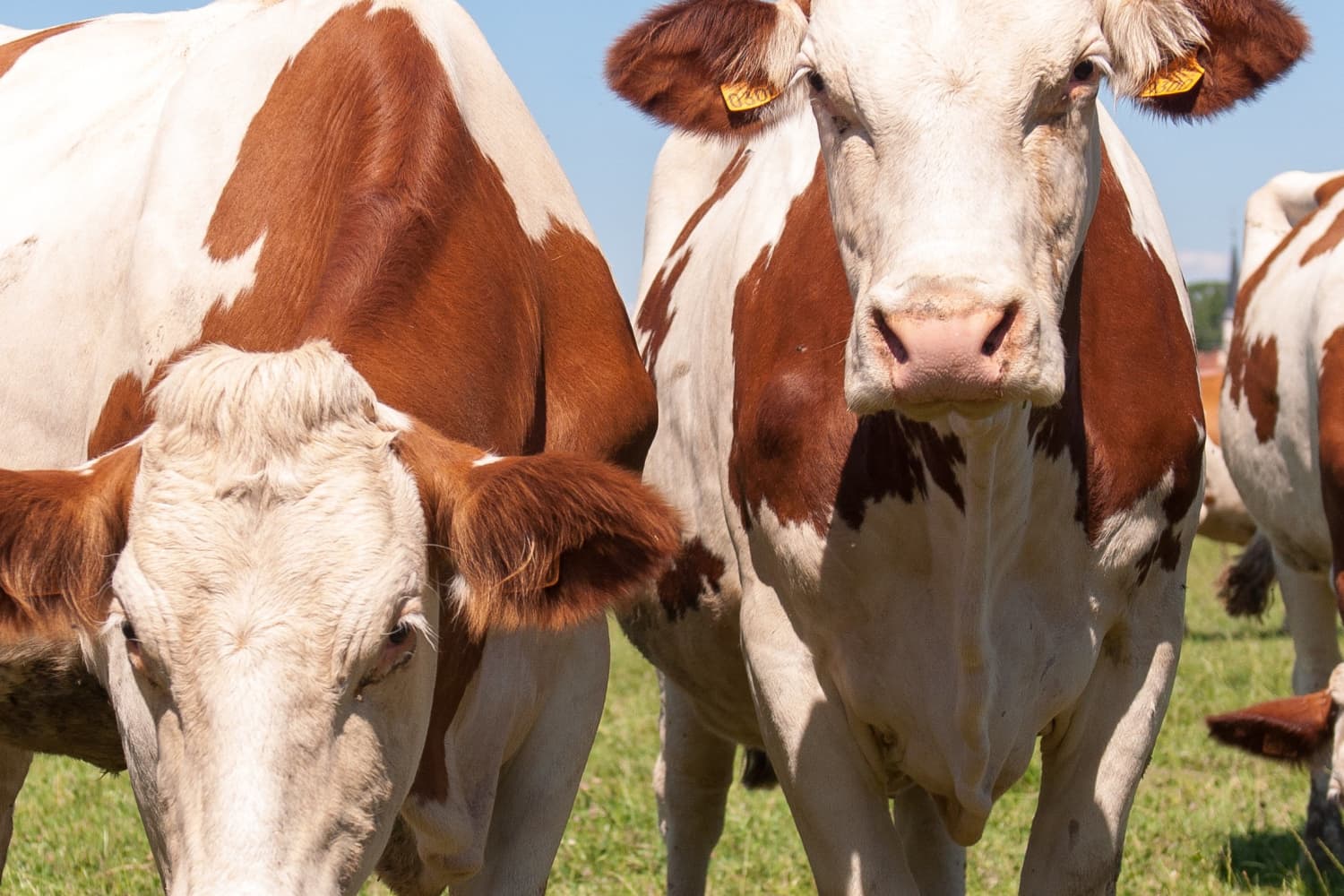Every Wheel of Comté Cheese Starts Here: The Cows of Jura, France | The ...