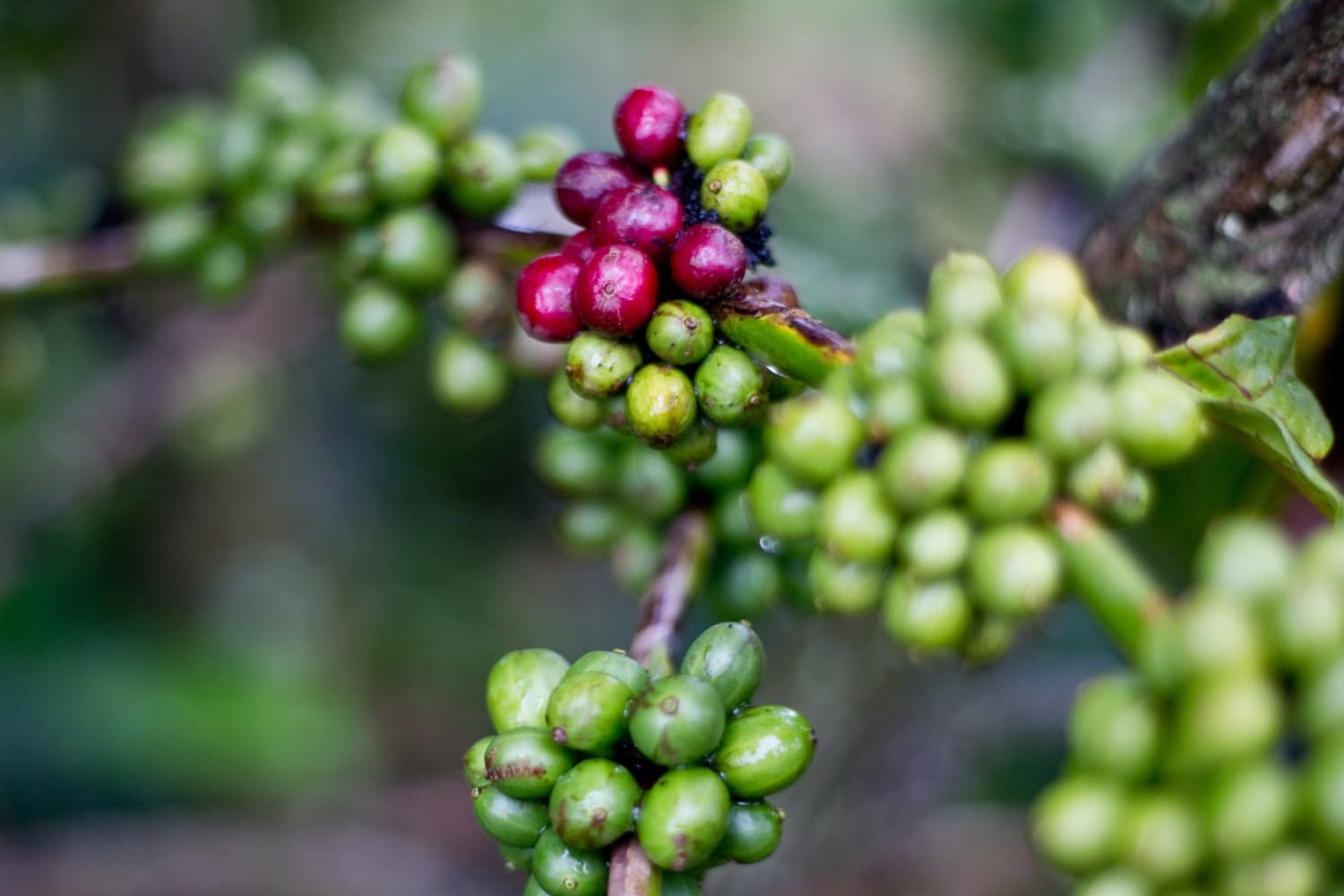 How Coffee Is Grown at the Me Linh Coffee Garden in Vietnam | The Kitchn