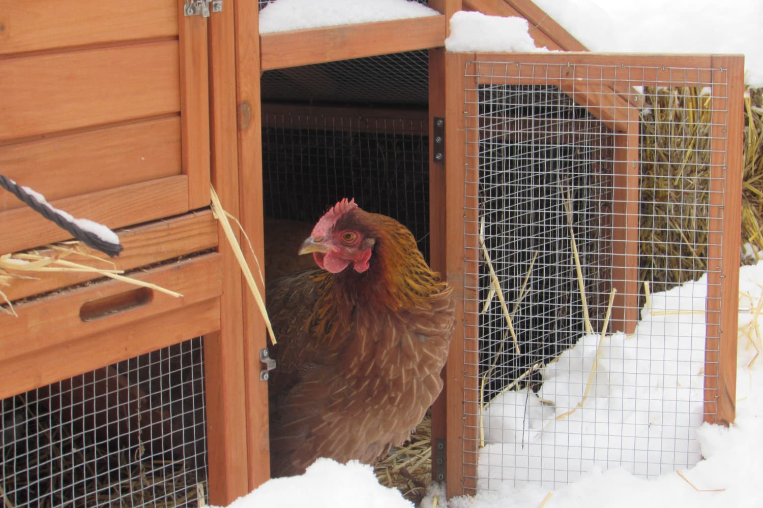 The Big Problem with Residential Chicken Coops | The Kitchn
