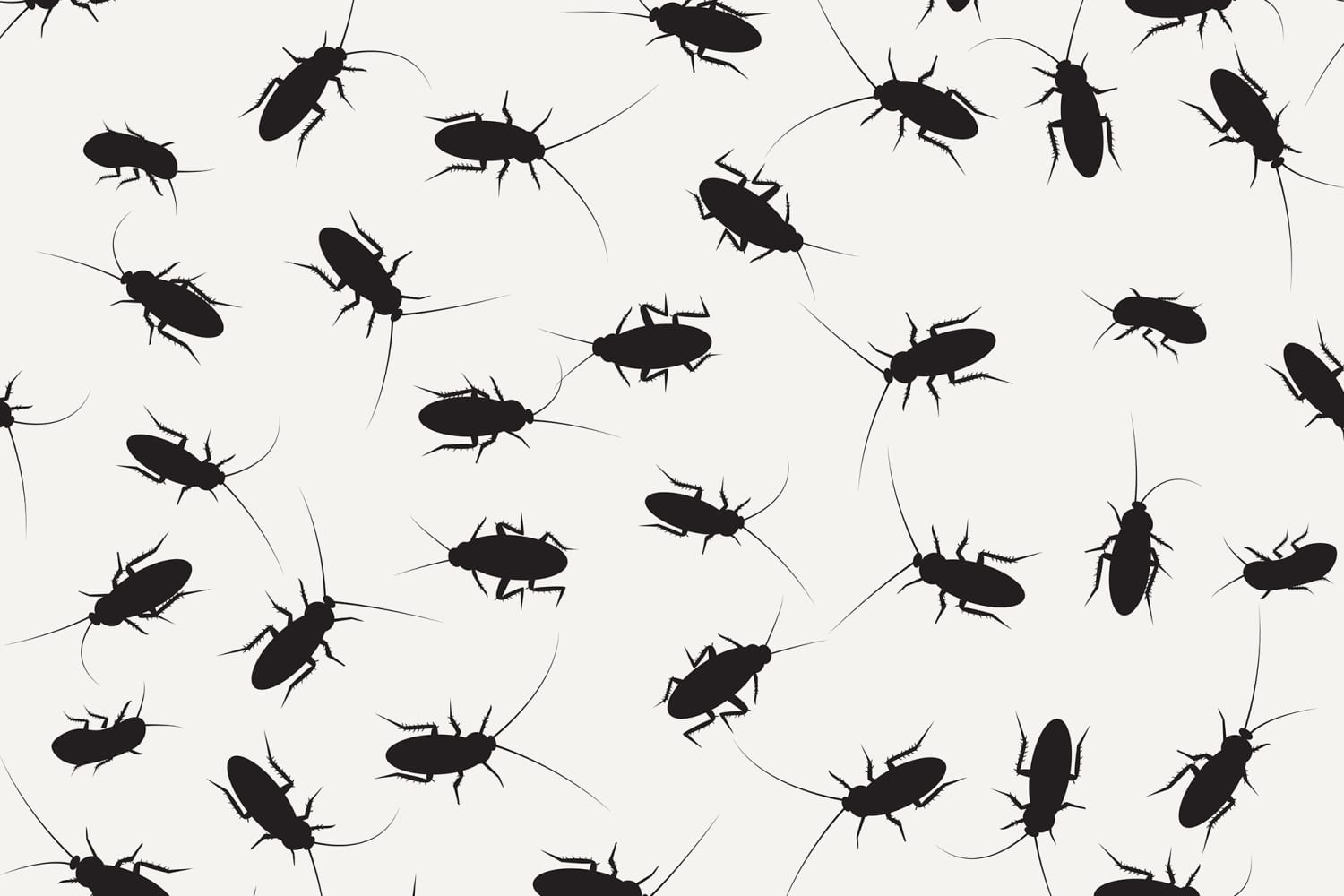 5 Things to Know About Palmetto Bugs | Kitchn