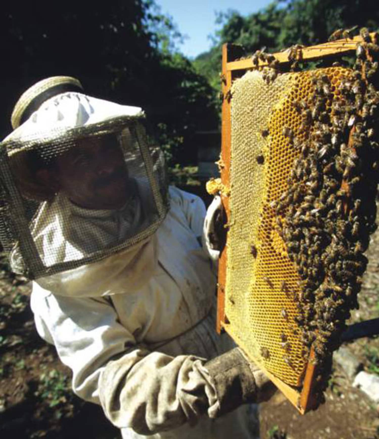 Fair Trade: Honey | Kitchn