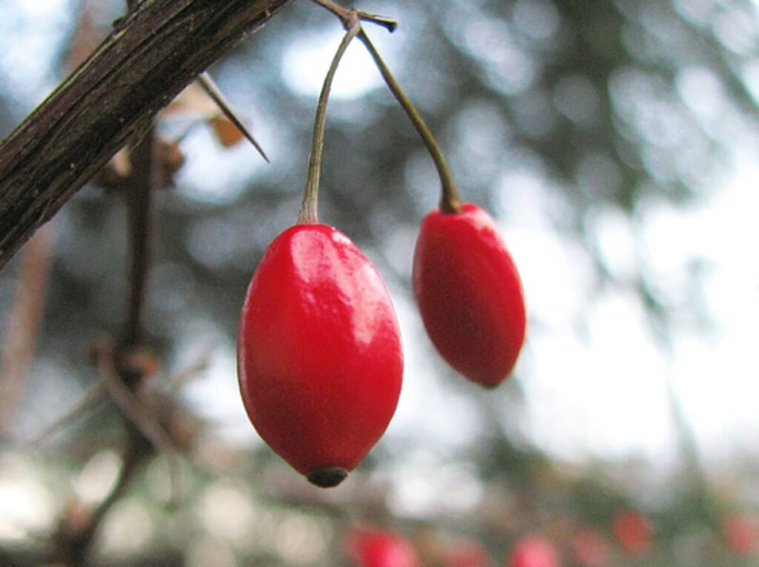 Ingredient Spotlight: Barberries | Kitchn