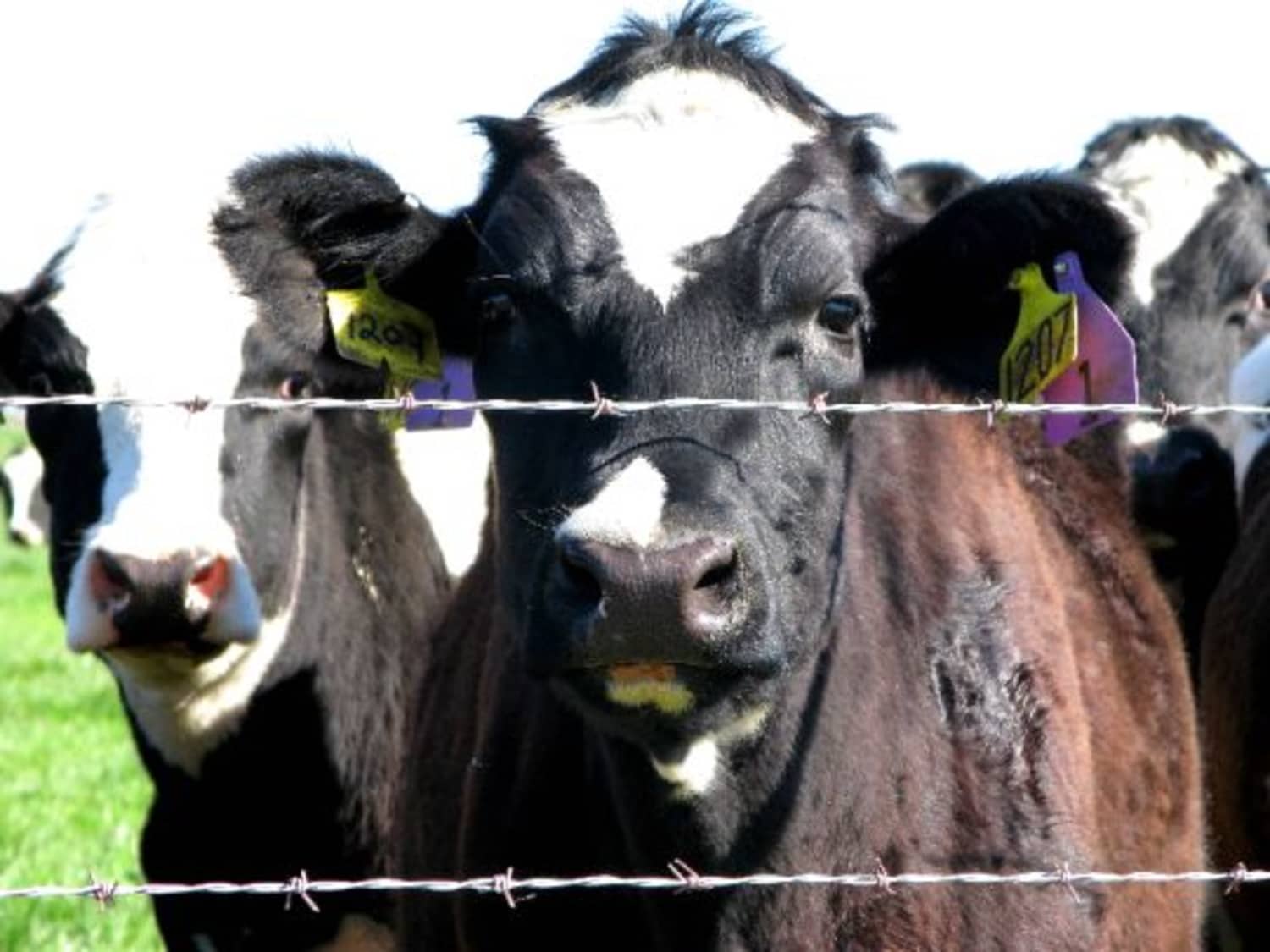 Grass-Fed vs. Grain-Fed Beef: What’s the Difference, and Why Does It ...