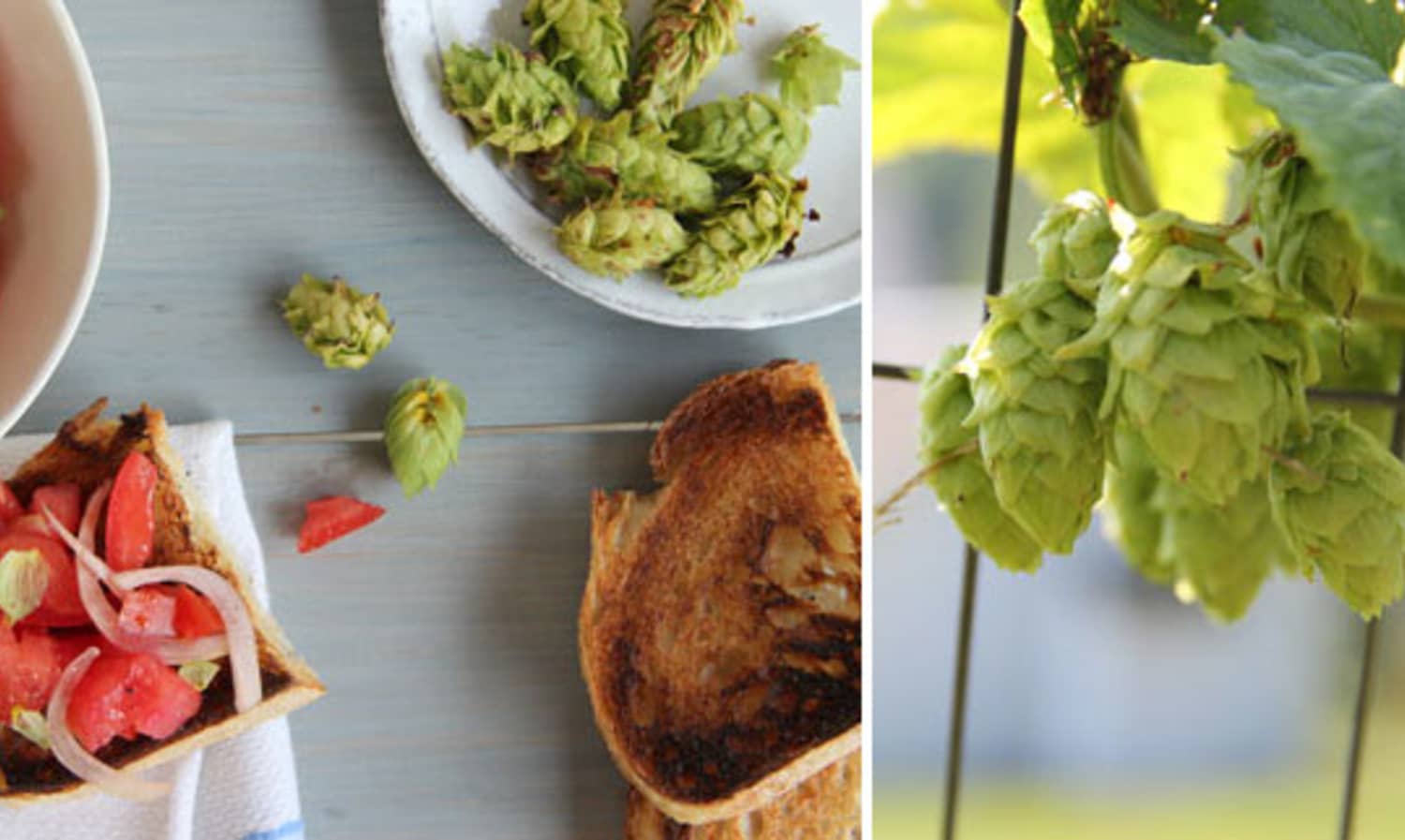 Not Just For Beer: Cooking With Hops | Kitchn