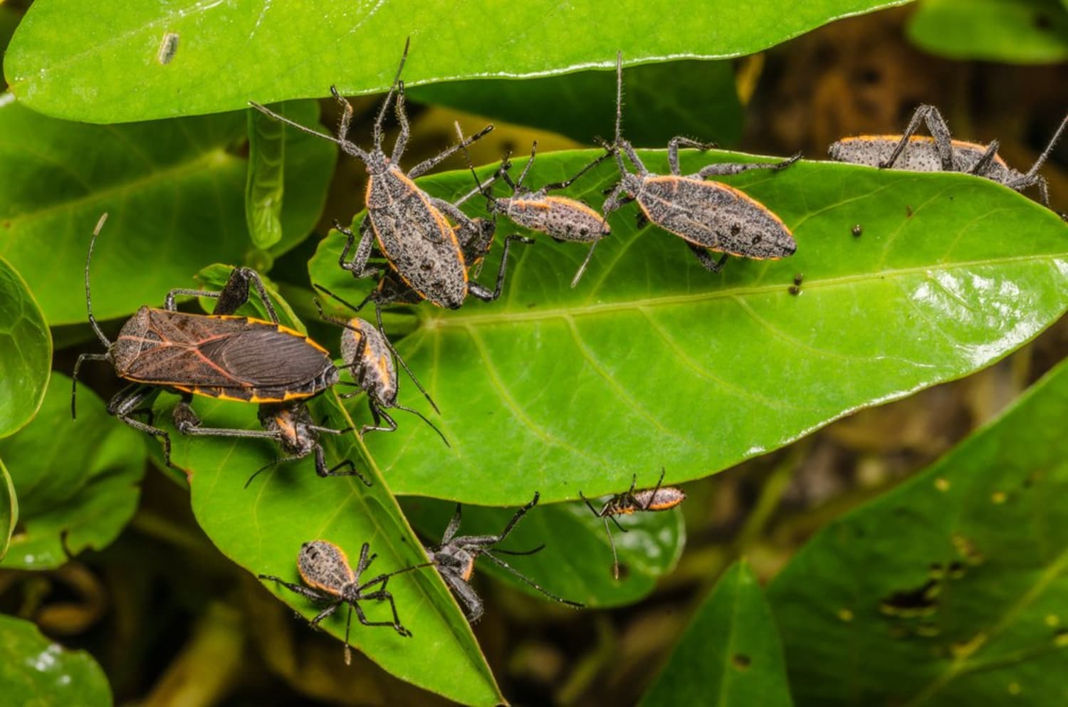 The Stink Bug Facts Dangers Prevention Apartment Therapy The Stink Bug Facts Dangers Prevention Apartment Therapy