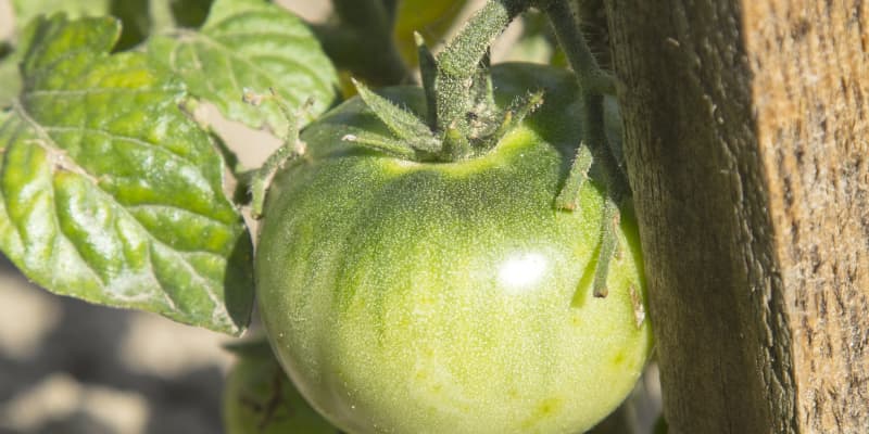 green tomato side effects