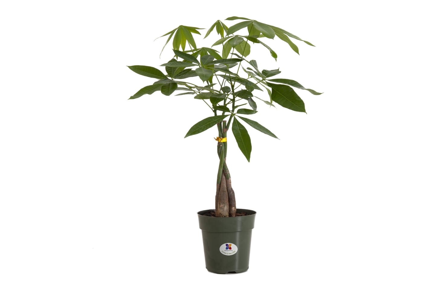 We’re Calling It: Pachira Aquatica Is the Easiest Indoor Tree ...