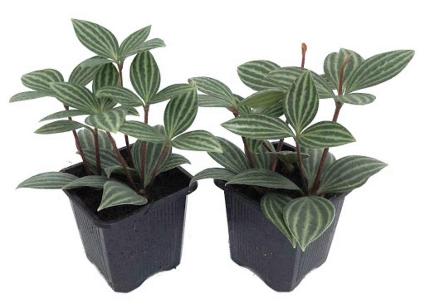 How to Care For Peperomia Plants | Apartment Therapy