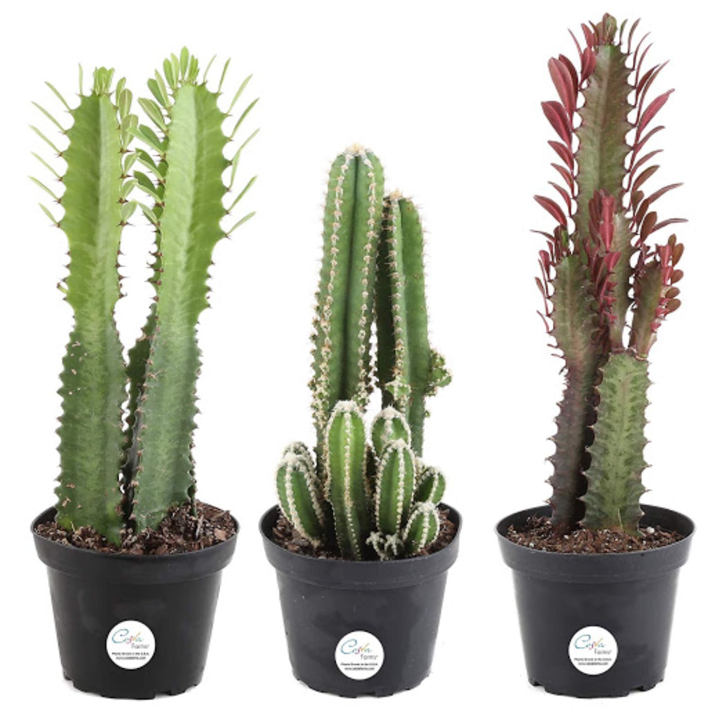 Interesting Facts About Cactus Plants | Apartment Therapy