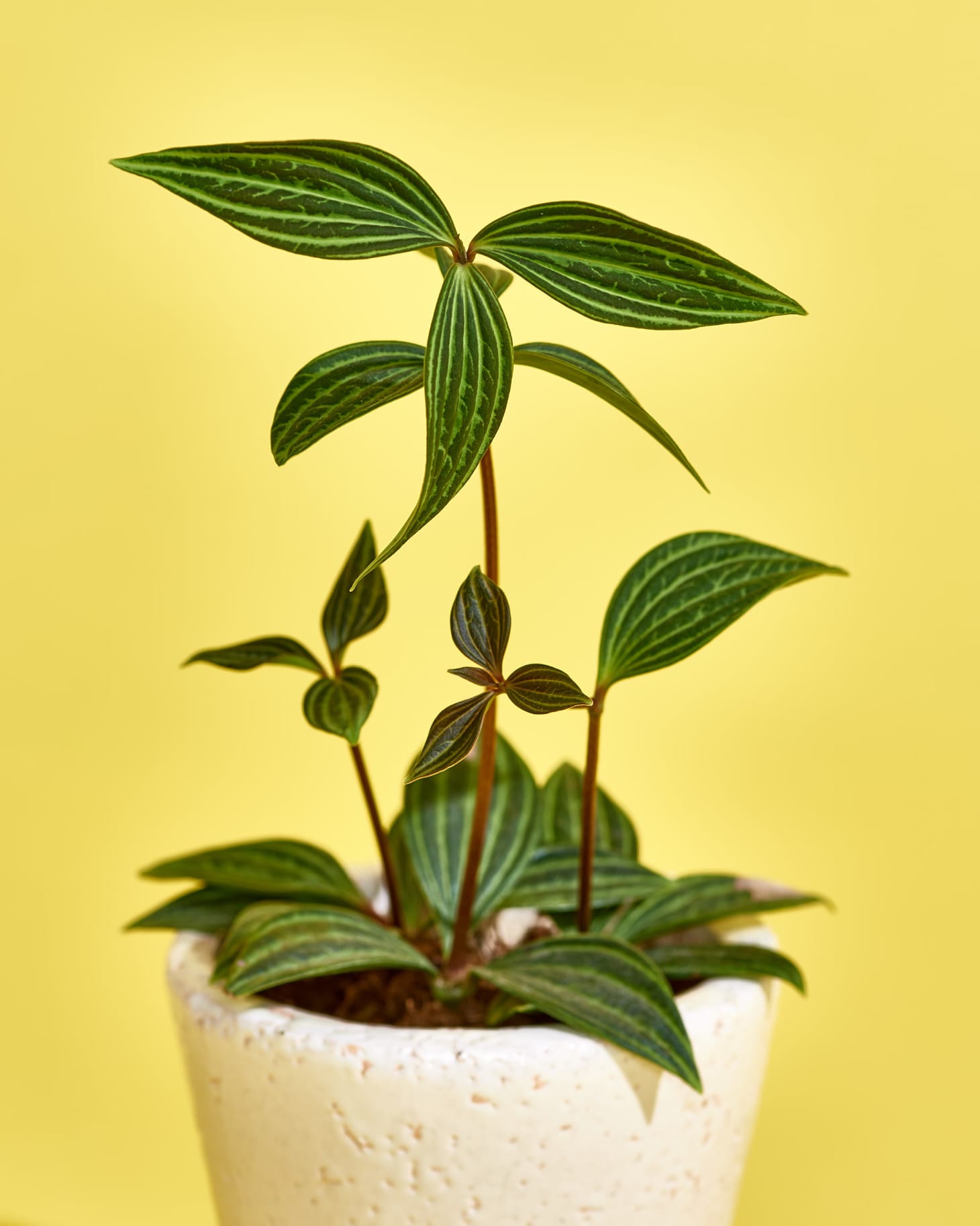 How to Care For Peperomia Plants | Apartment Therapy