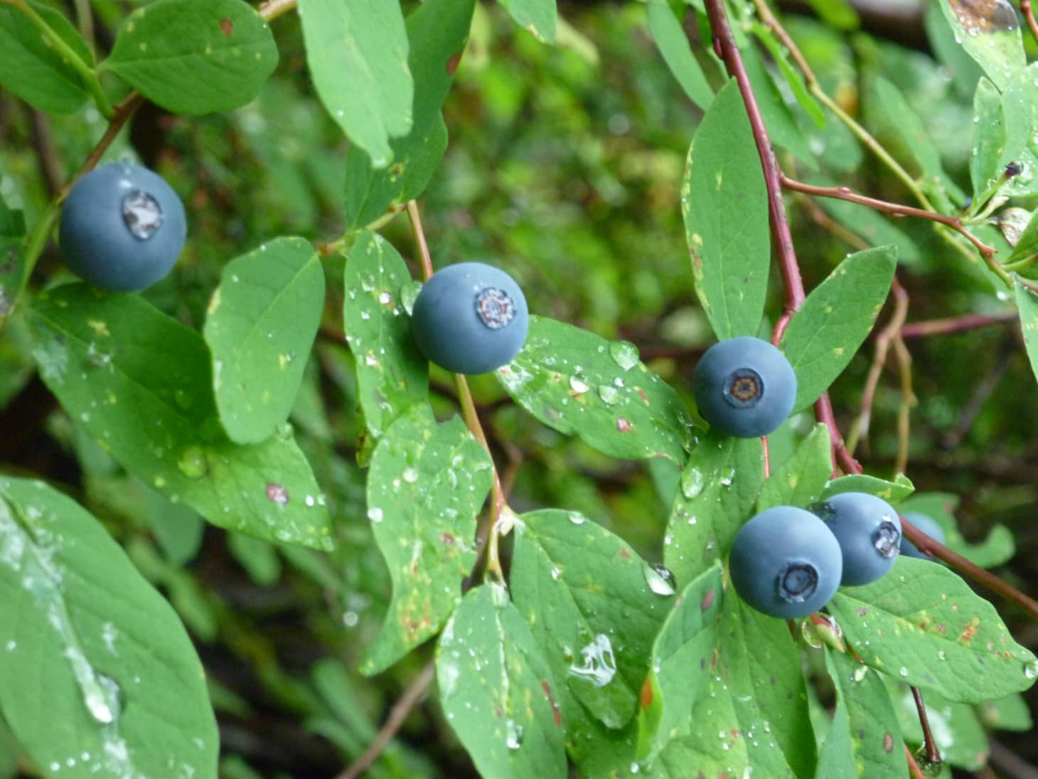 Backyard Berries: 5 Fruits You’ll Only Find Through Friends & Foraging ...
