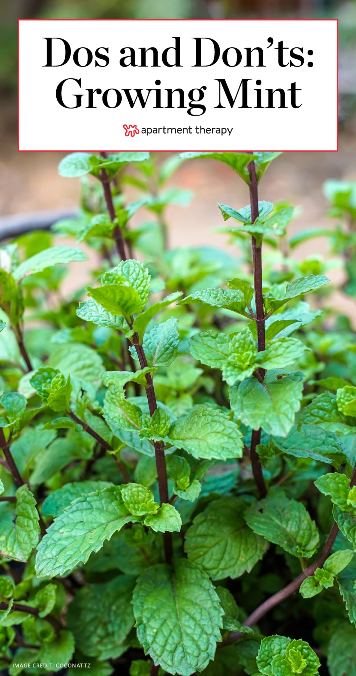 Mint Plant Care Tips Dos Don ts Apartment Therapy