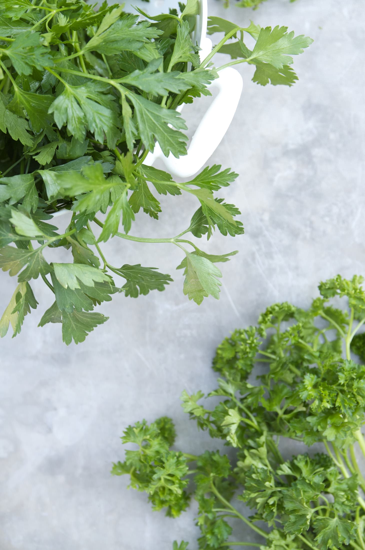 Everything You Need To Know About Growing Parsley Kitchn