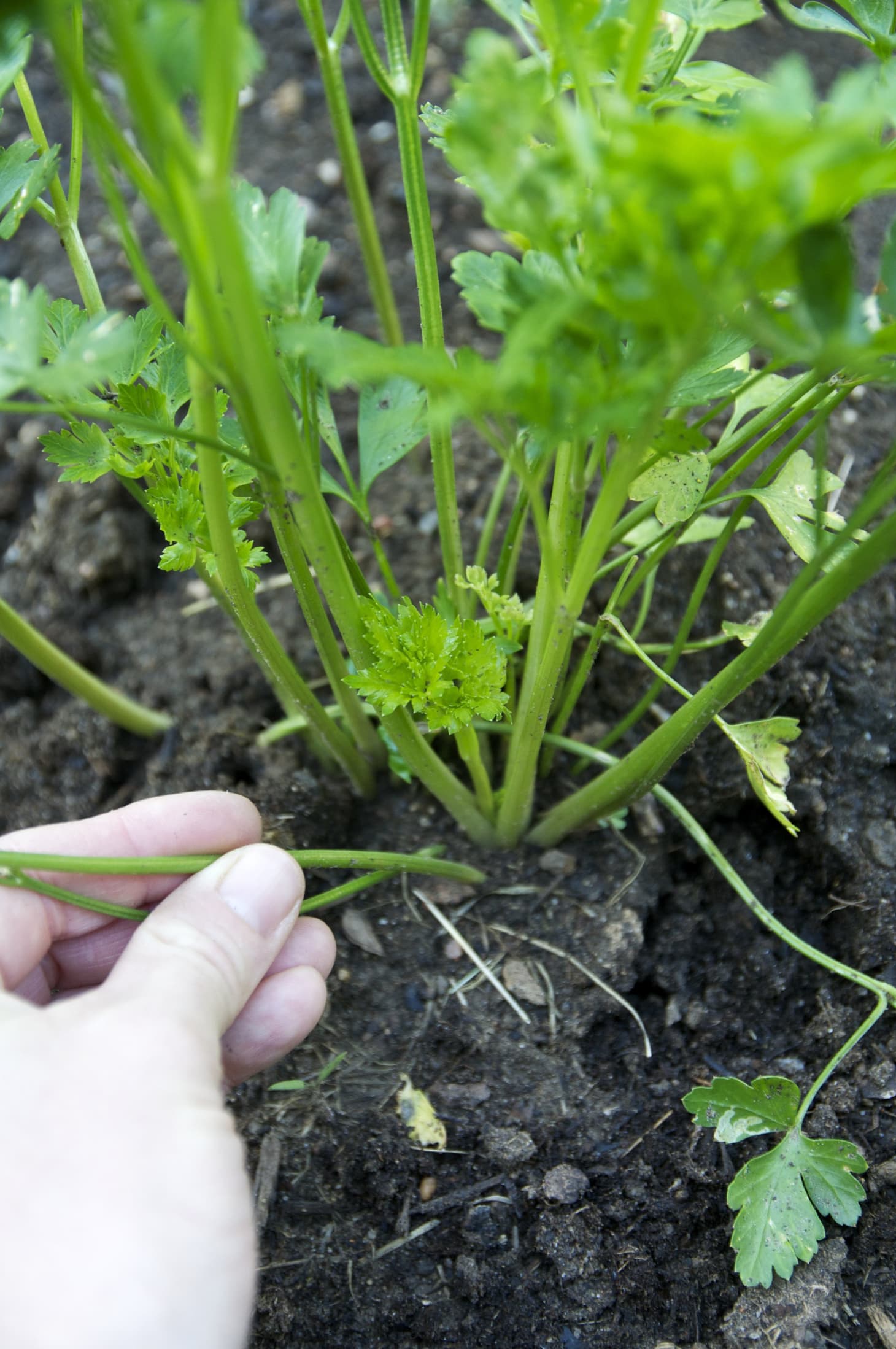 Everything You Need To Know About Growing Parsley Kitchn