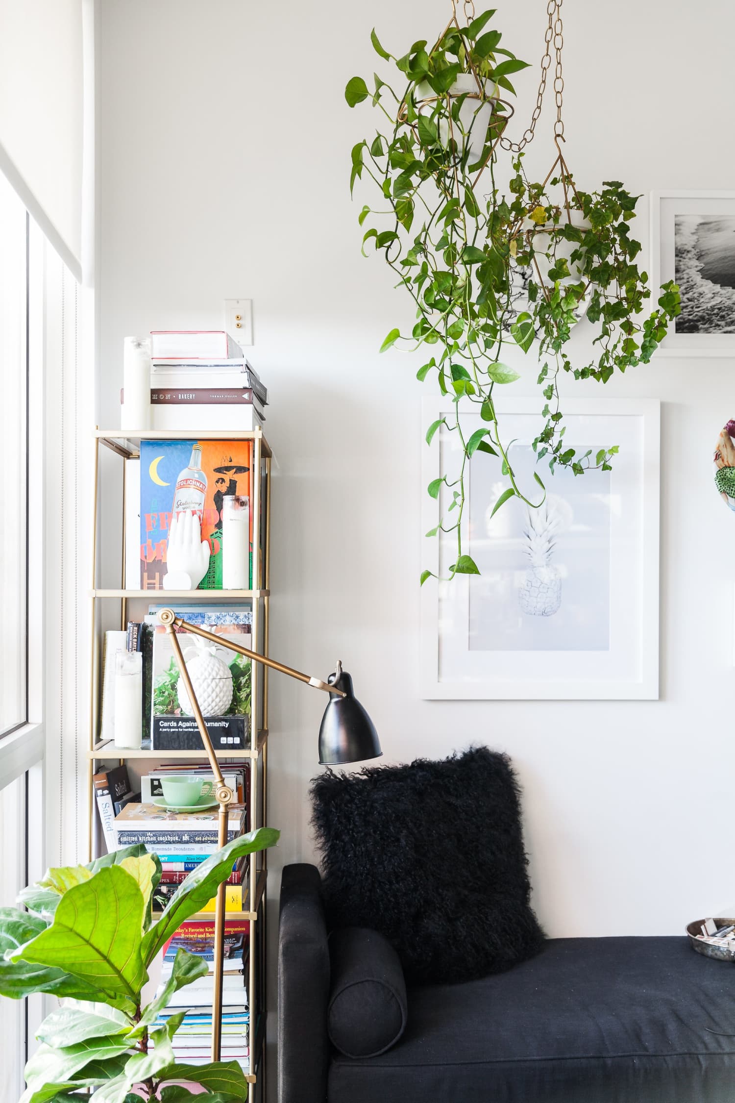 The Best Indoor Vining Plants | Apartment Therapy