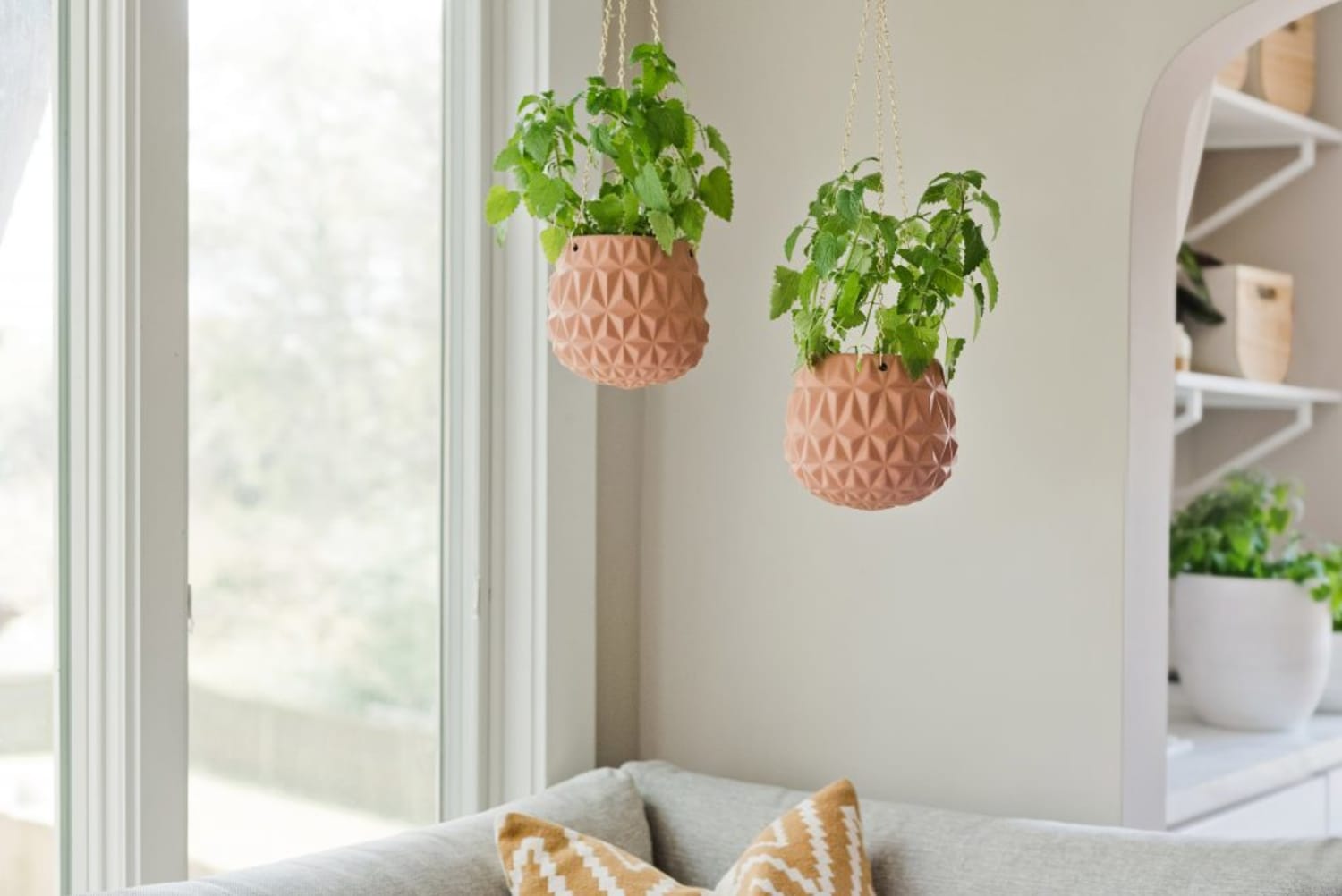 How To Grow and Care For Catnip Plants Indoors | Apartment Therapy