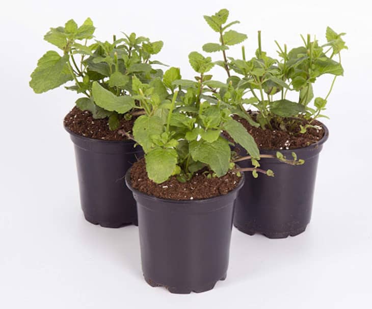 Mint Plant Care How To Grow Mint Plants Apartment Therapy