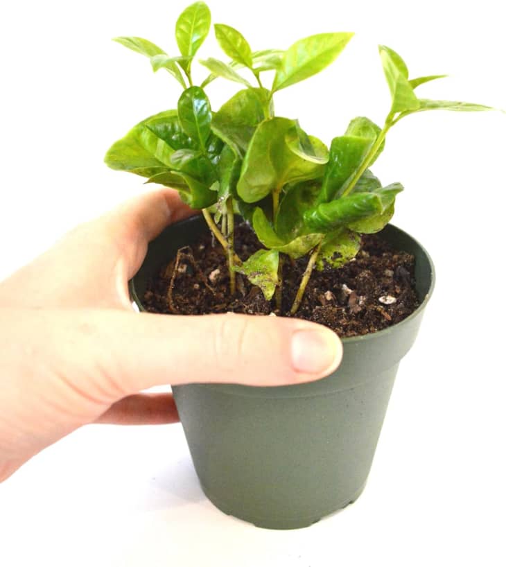 How to Grow a Coffee Plant at Home | The Kitchn