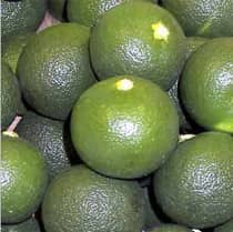 A Roundup Of Some Japanese Citrus Fruit | Kitchn